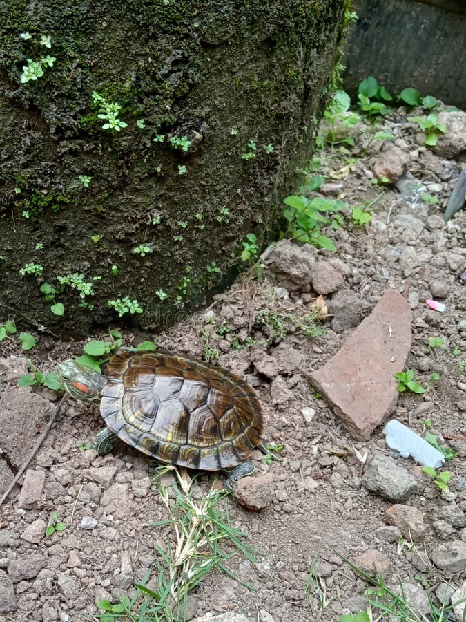 Red Ear Slider Water Turtle Basking in the Garden Stock Photo - Image ...