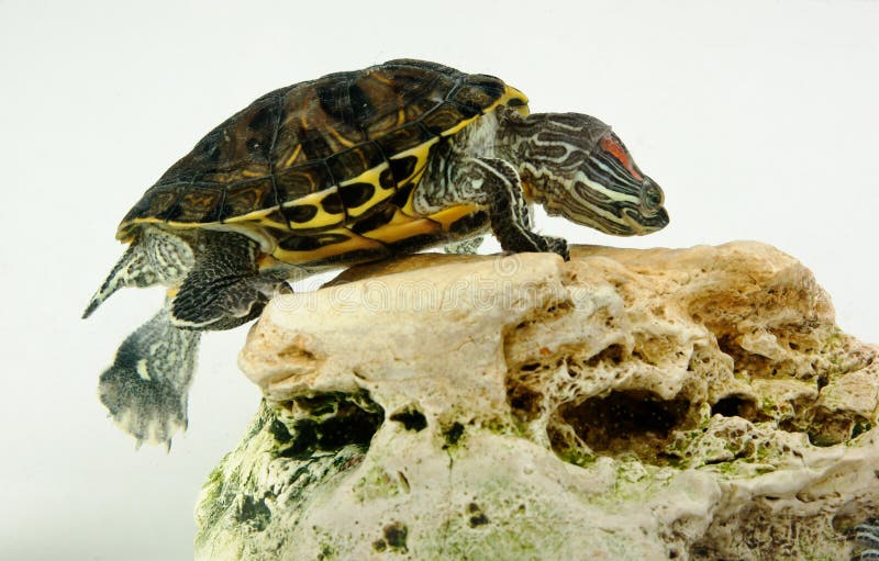 Red ear turtle stock image. Image of white, pond, water - 133002887