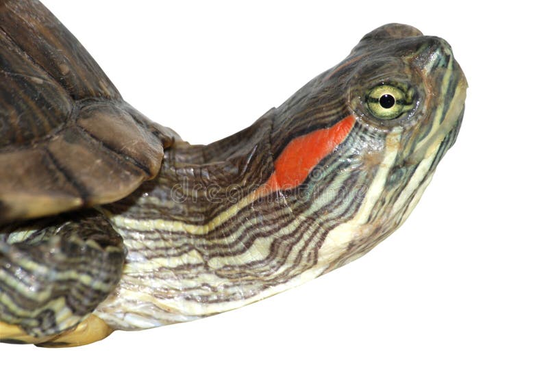 Red ear turtle head stock image. Image of creature, calm - 11189795