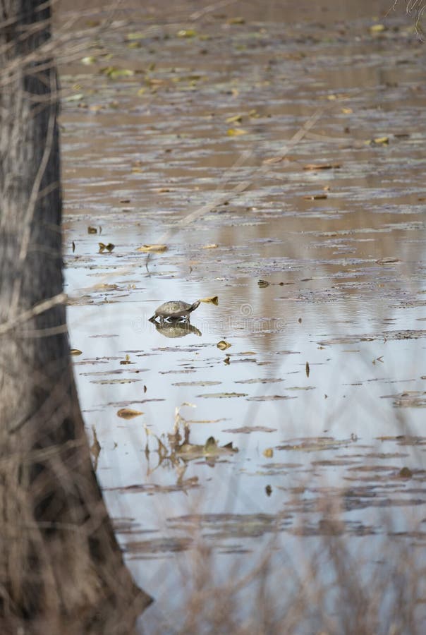 Red-Eared Pond Slider Turtle in Muddy Water Stock Photo - Image of ...
