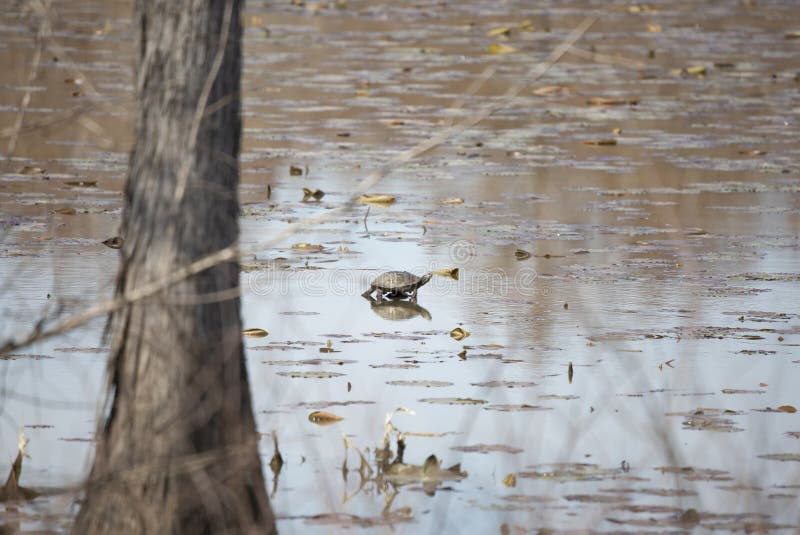 Red-Eared Pond Slider Turtle in Muddy Water Stock Photo - Image of ...