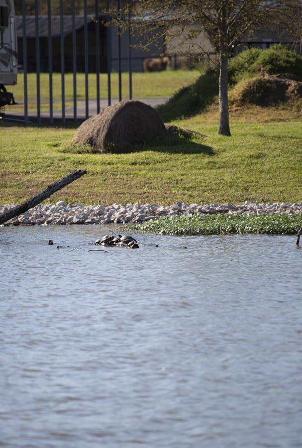 Red-eared Pond Slider Turtles on a Log Enjoying the Sun in a River in ...