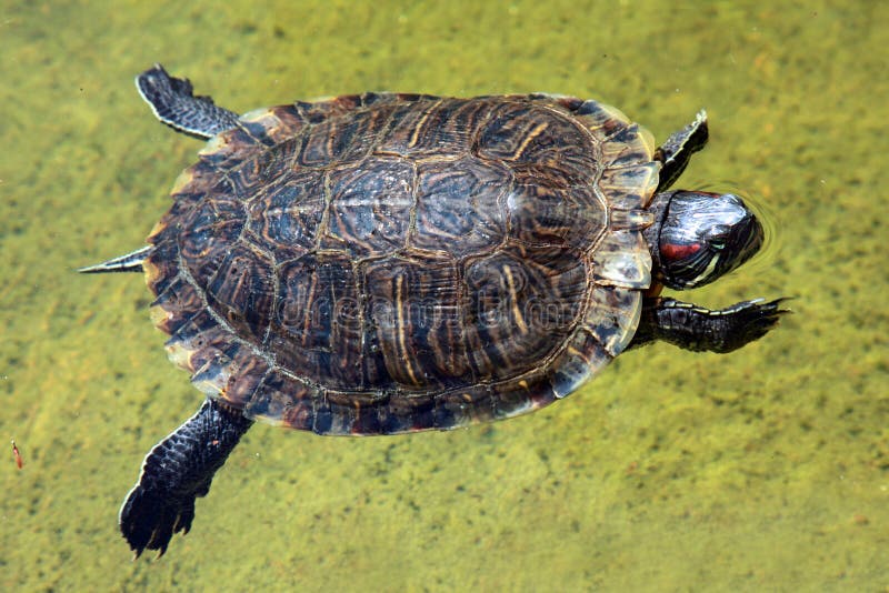 Alligator snapping turtle stock photo. Image of water - 22652144