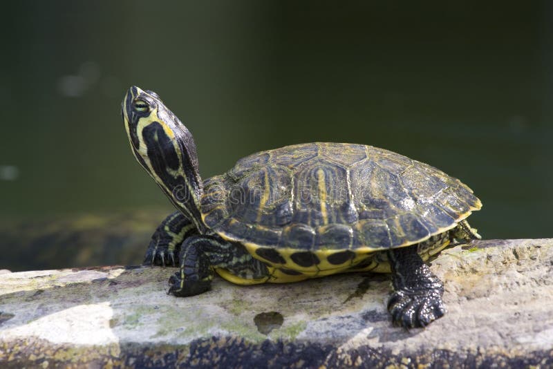 Red eared slider turtle stock photo. Image of sitting - 13197384