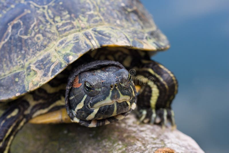 Red eared slider turtle stock photo. Image of sitting - 13197384