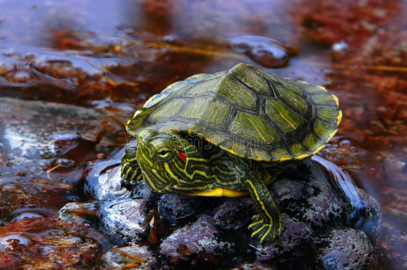 Cumberland Slider, Trachemys Scripta Troostii Stock Image - Image of ...