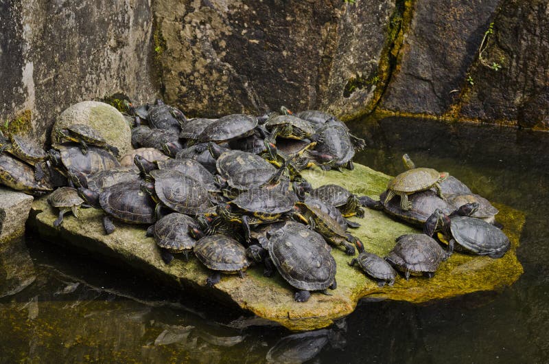 Red-eared slider stock image. Image of shell, nature - 29270175