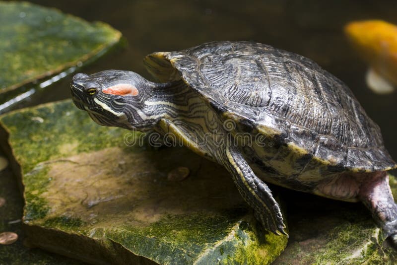Red Eared Slider stock photo. Image of nature, animal, eared - 692542