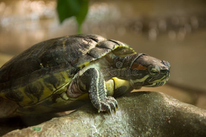 Red eared slider turtle stock photo. Image of sitting - 13197384