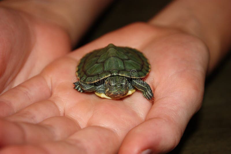 Red Eared Slider Baby Turtle Stock Image - Image of baby, youth: 29507931
