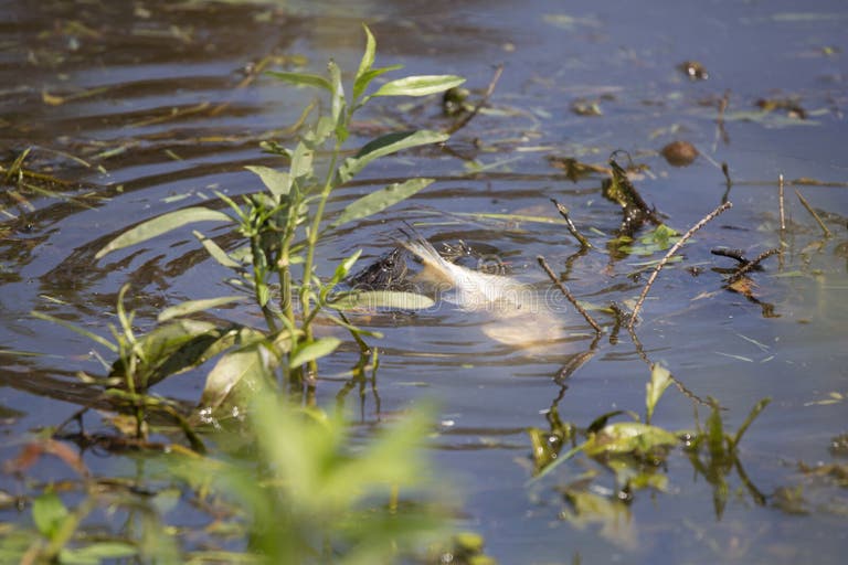 Red-Eared Slider and Eastern Mud Turtle Stock Photo - Image of alive ...