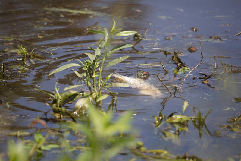 Red-Eared Slider and Eastern Mud Turtle Stock Image - Image of dead ...