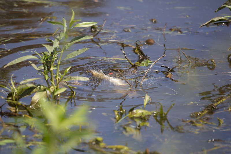 Red-Eared Slider and Eastern Mud Turtle Stock Photo - Image of feeding ...
