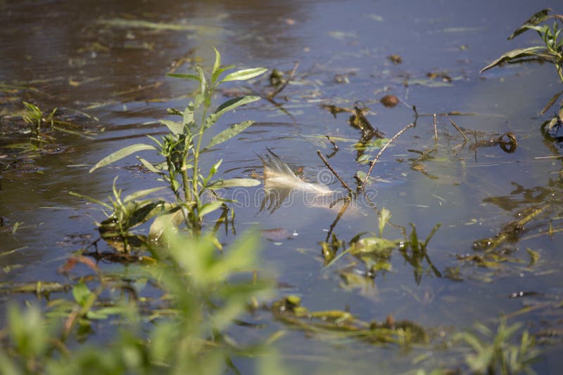 238 Dead Fish Turtle Stock Photos - Free & Royalty-Free Stock Photos ...