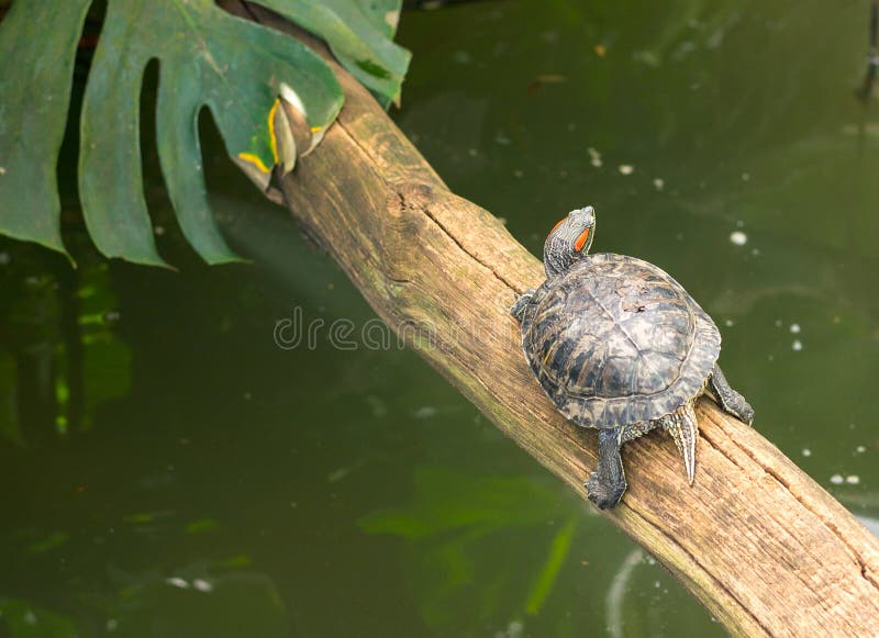 Two Red-eared Aquatic Turtles Bask on the River Bank Stock Image ...