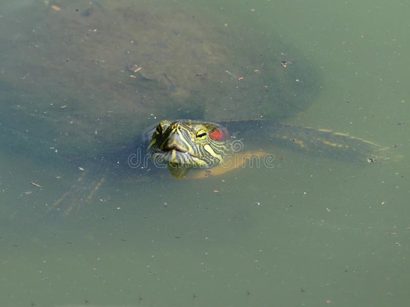 Red Eared Slider Turtle Submerged in Green Murky Water, Except for Its ...