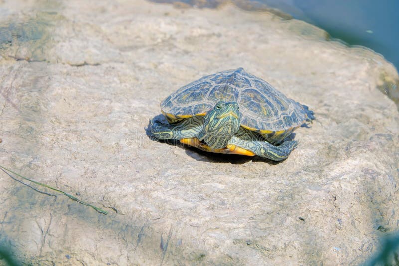 Red-Eared Slider stock image. Image of turtle, animals - 125487431