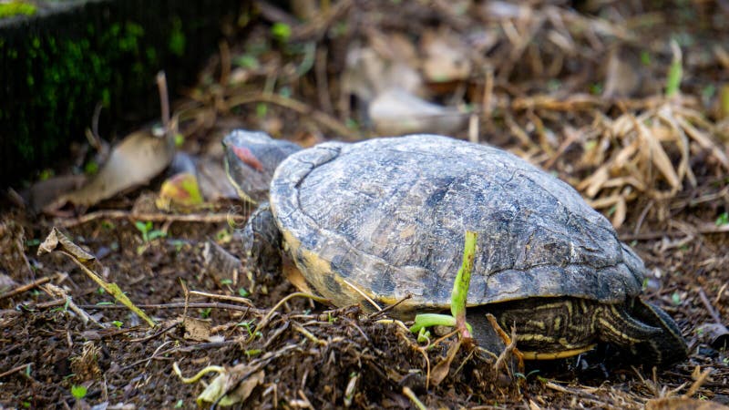 Red-eared Slider (red-eared Terrapin, Trachemys Scripta Elegans ...
