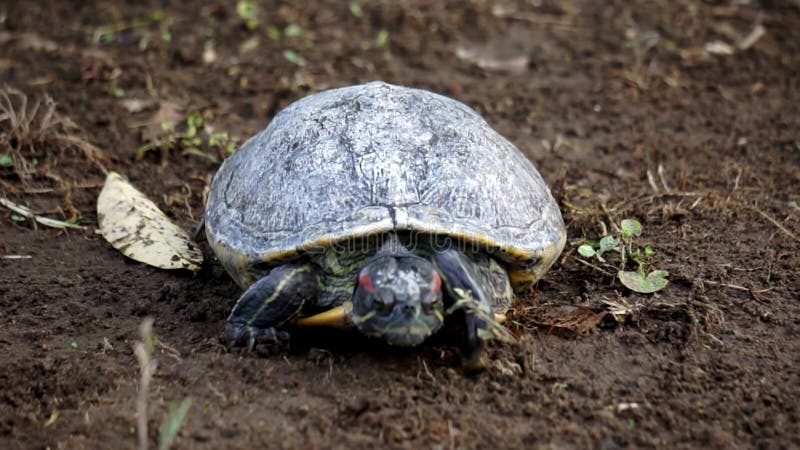 Red-eared Slider (red-eared Terrapin, Trachemys Scripta Elegans ...