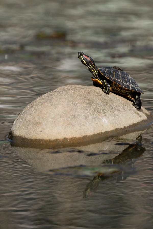 A Turtle Resting on the Rock Stock Photo - Image of reptile, redeared ...