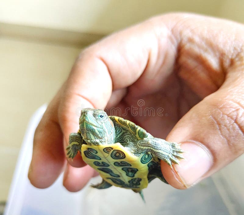 Red-eared Slider Smiling Baby Turtle in Hands Stock Image - Image of ...
