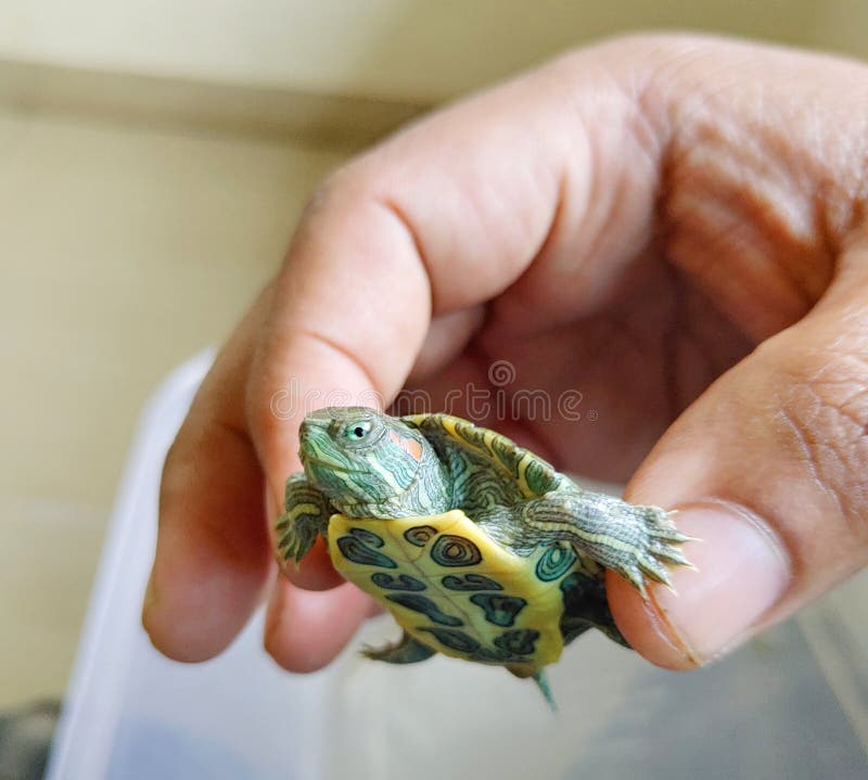 Smiling Baby Turtle
