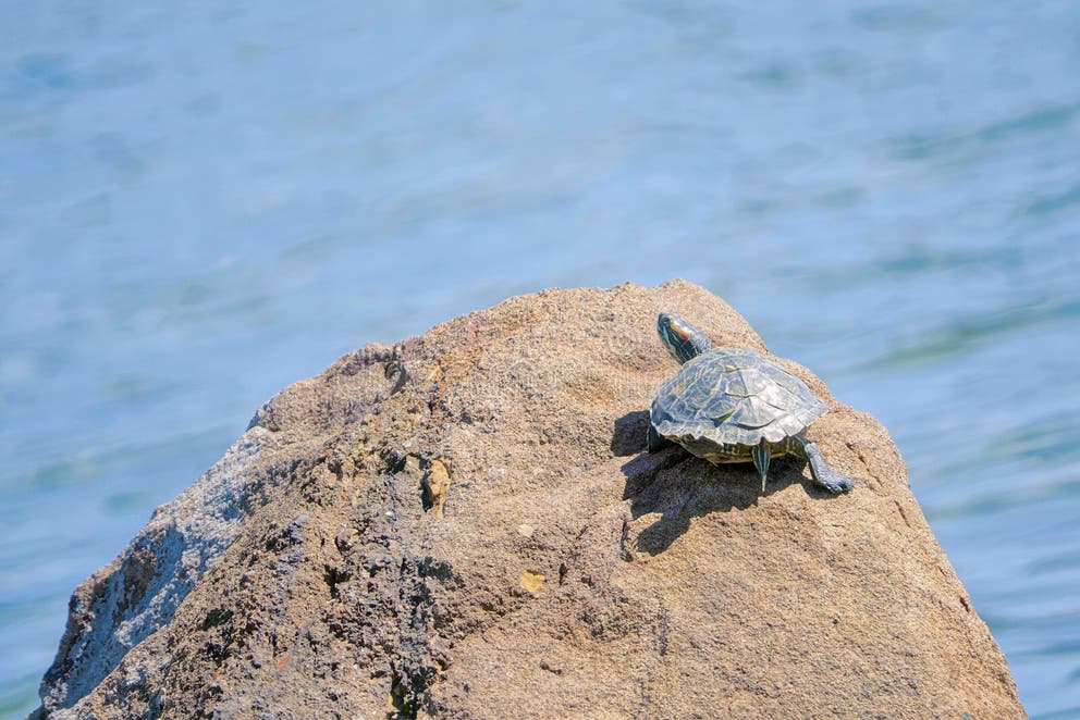 Red-Eared Slider stock image. Image of reptile, life - 125487341