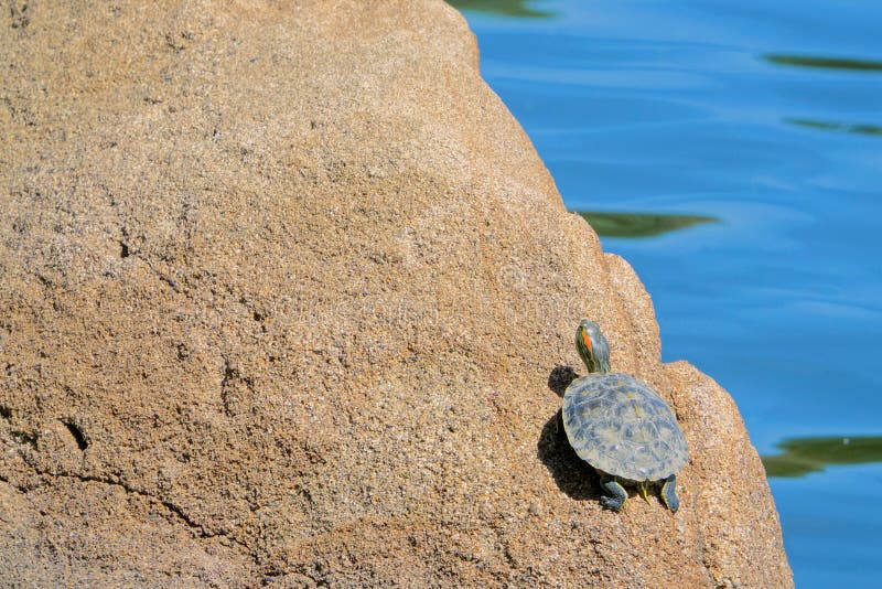 Red-Eared Slider stock image. Image of tortoises, turtles - 125487411