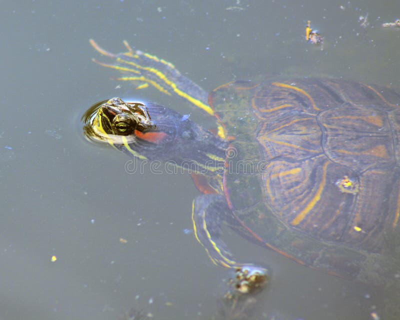 Red-eared turtles stock photo. Image of environment, swamp - 31373854