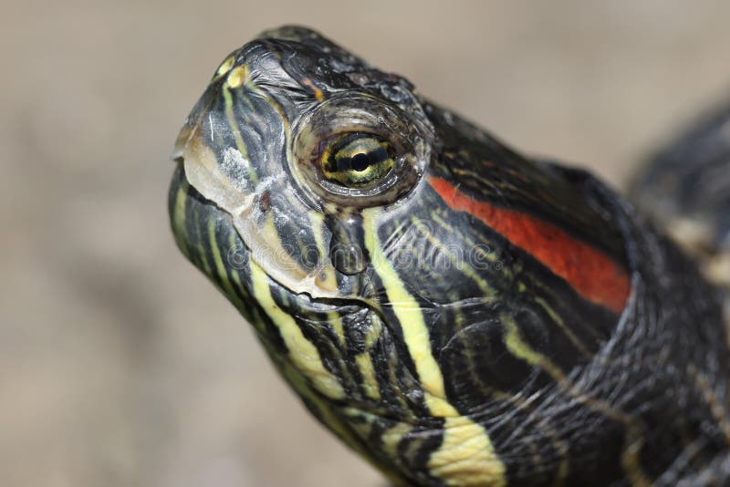 The Red-eared Slider or Red-eared Terrapin Stock Image - Image of ...