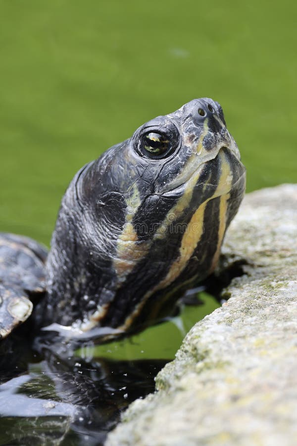 The Red-eared Slider or Red-eared Terrapin Stock Photo - Image of ...