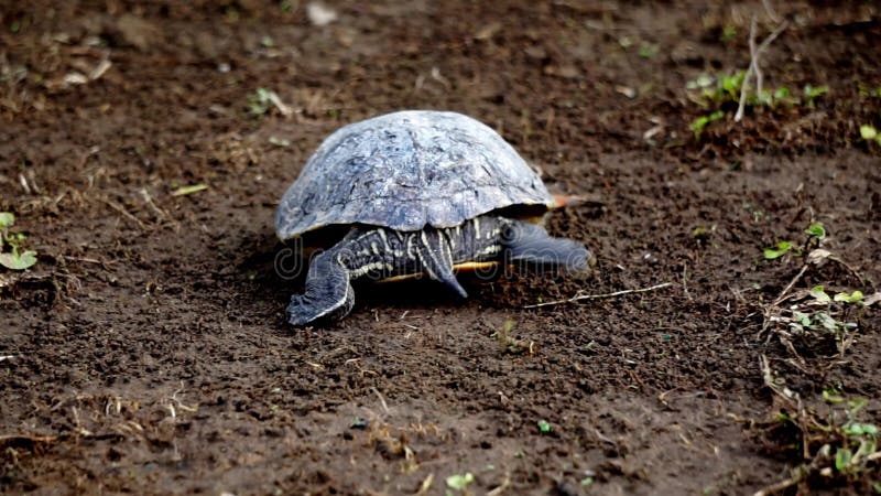 Red-eared Slider (red-eared Terrapin, Trachemys Scripta Elegans ...