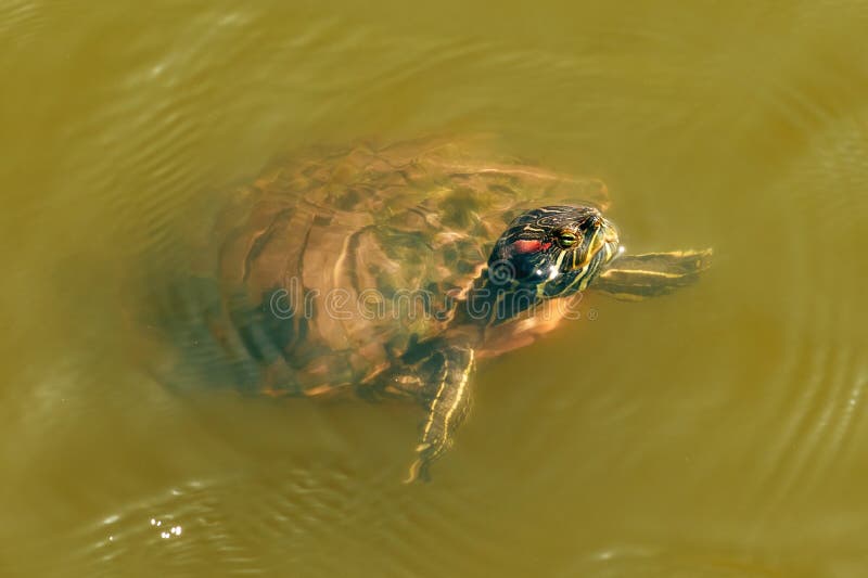 The Red-eared Slider or Red-eared Terrapin (Trachemys Scripta Elegans ...
