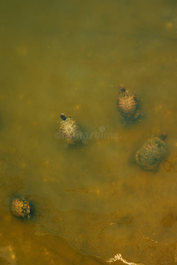 The Red-eared Slider or Red-eared Terrapin (Trachemys Scripta Elegans ...
