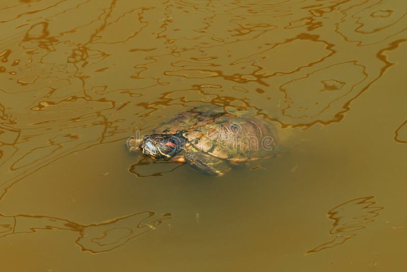 The Red-eared Slider or Red-eared Terrapin (Trachemys Scripta Elegans ...