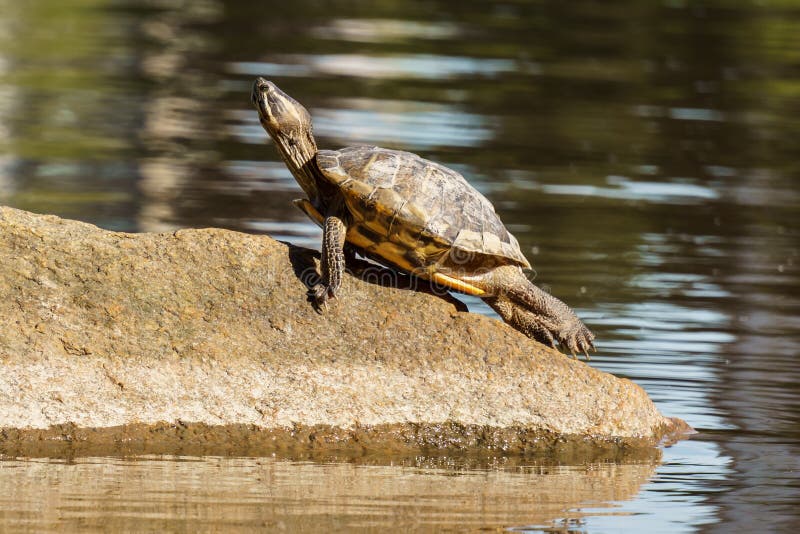 Red Eared Slider or Terrapin - Trachemys Scripta Elegans Semiaquatic ...