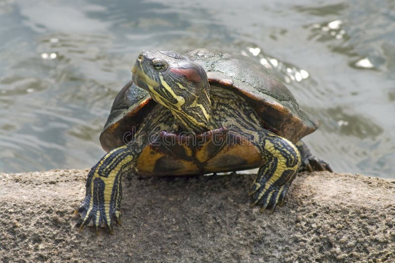 Red-eared Slider (Trachemys Scripta Elegans) Stock Photo - Image of ...