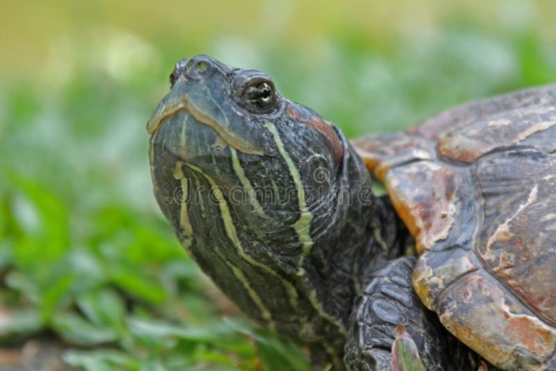 Red-Eared Slider (Trachemys Scripta Elegans) Stock Photo - Image of ...