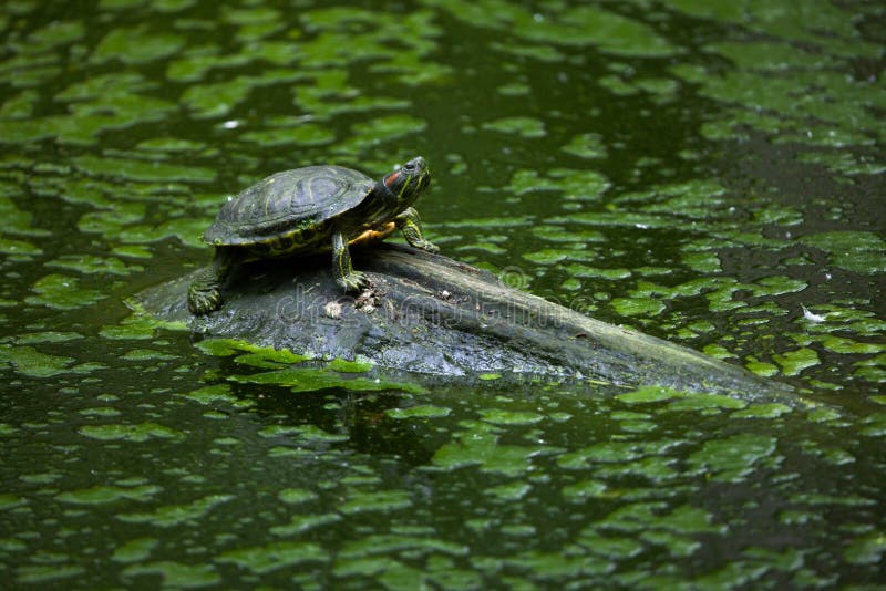 Red-eared Slider (Trachemys Scripta Elegans). Stock Photo - Image of ...