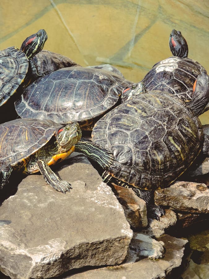 Red-eared Slider Trachemys Scripta Elegans Common Slider Turtle Wild ...