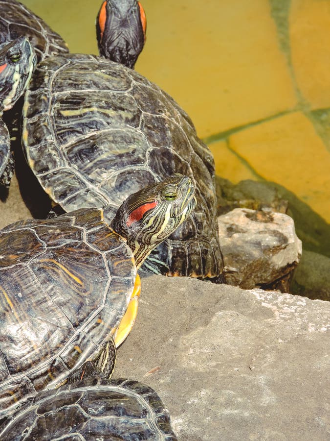 Red-eared Slider Trachemys Scripta Elegans Common Slider Turtle Wild ...