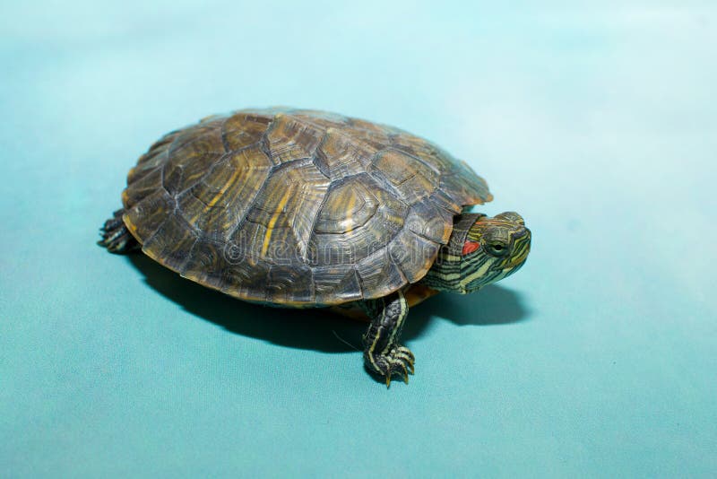 Eleganslittle Stock Photos - Free & Royalty-Free Stock Photos from ...