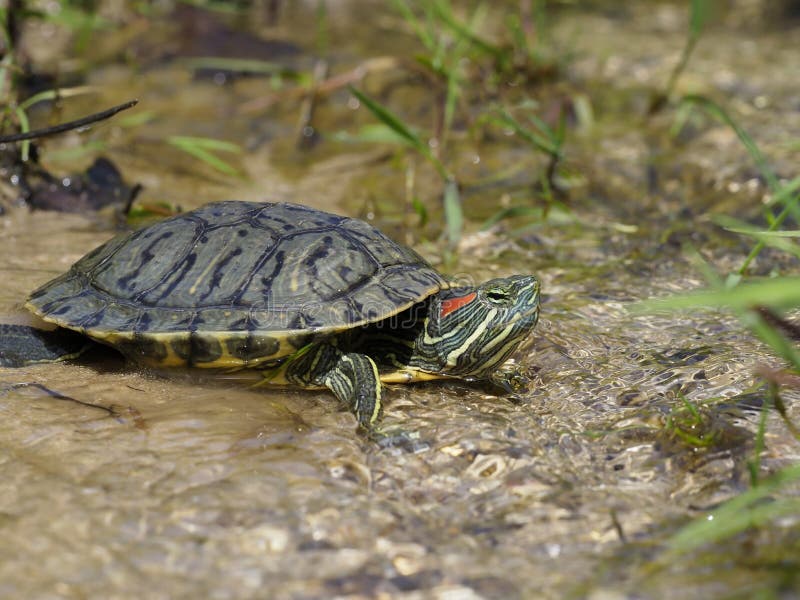 Red-eared Slider, Trachemys Scripta Elegans Stock Image - Image of ...