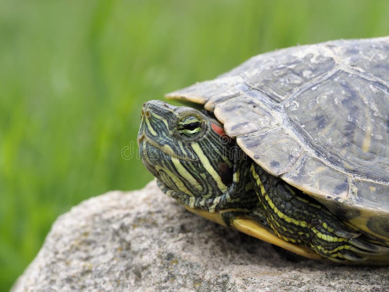 Red-eared Slider, Trachemys Scripta Elegans Stock Photo - Image of ...