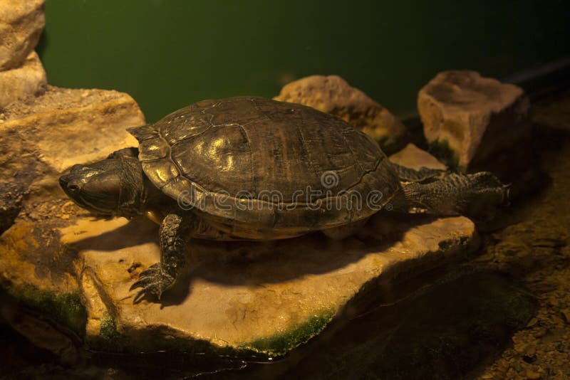 Red-eared Slider Trachemys Scripta Elegans. Stock Photo - Image of ...