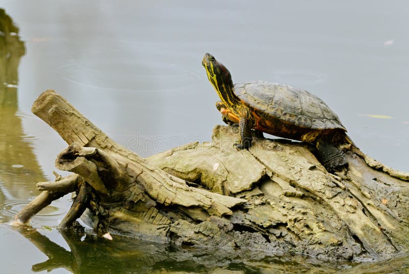 Red Eared Slider, Trachemys Scripta Elegans Sitting on Old Wood, Close ...