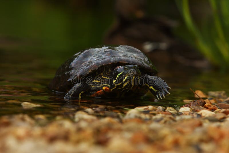 The Turtle is Going Back Home To Be with Its Family. Stock Image ...