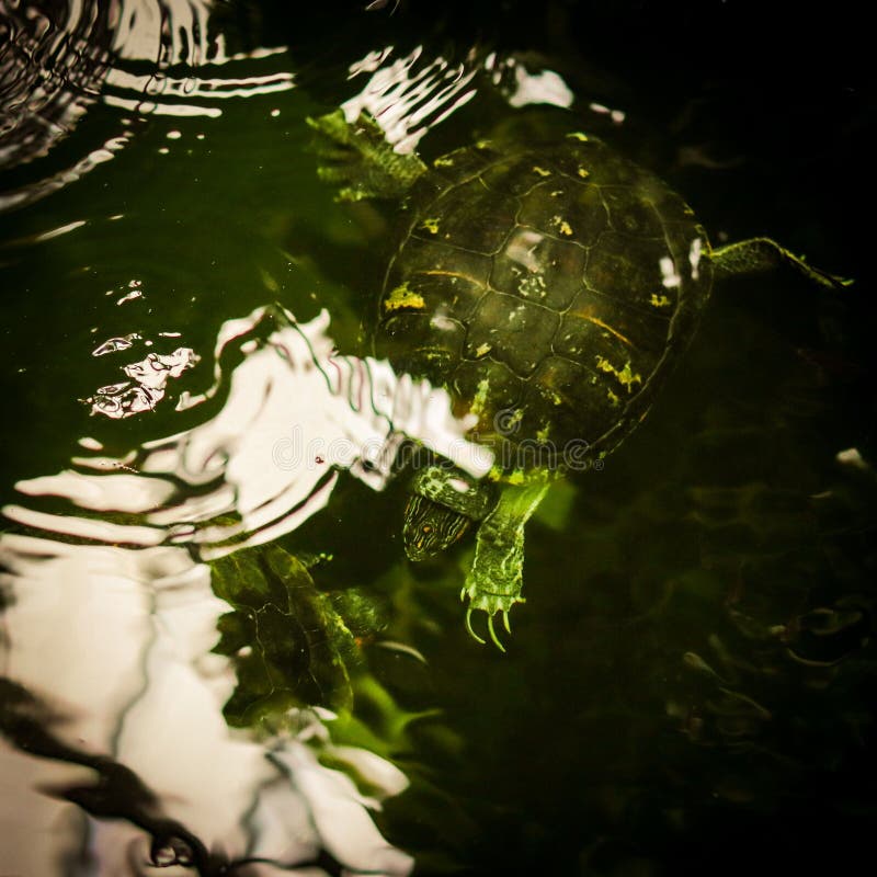 Red-eared Slider, Trachemys Scripta Elegans Swimming Under the Water ...