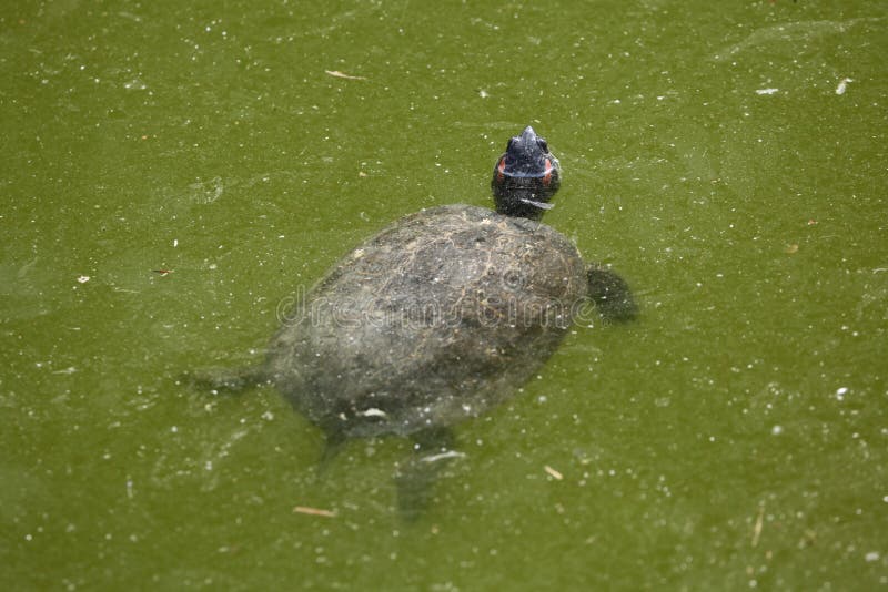Red-eared Slider (Trachemys Scripta Elegans). Stock Photo - Image of ...