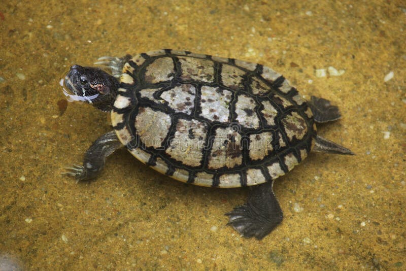 Red-eared Slider (Trachemys Scripta Elegans). Stock Photo - Image of ...